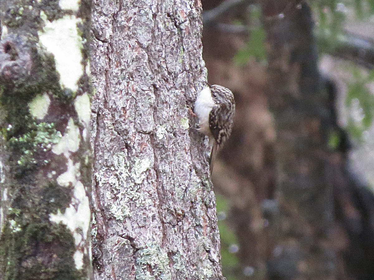eBird Checklist - 30 Mar 2025 - Epping NH Yard - 19 species