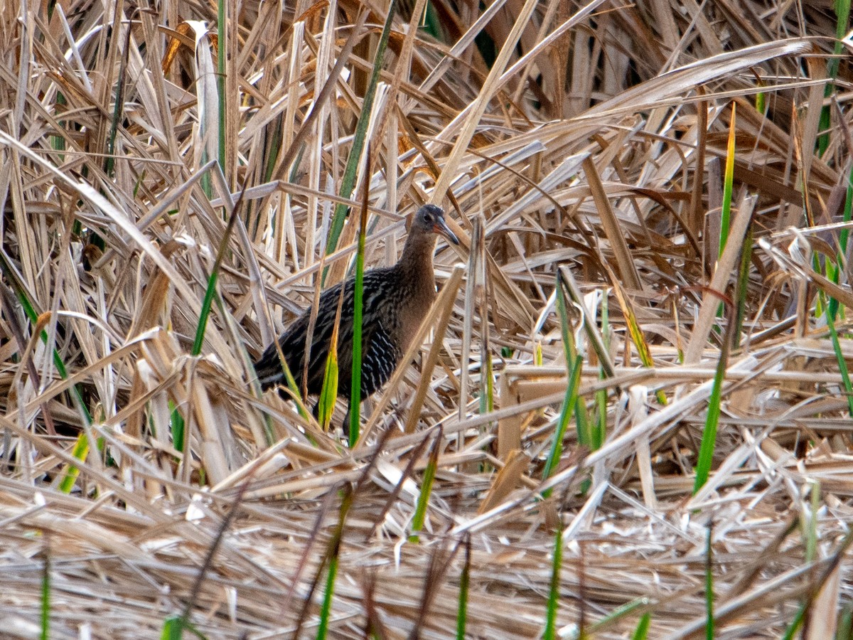 eBird Checklist - 30 Mar 2025 - Phinizy Swamp Nature Park - 41 species