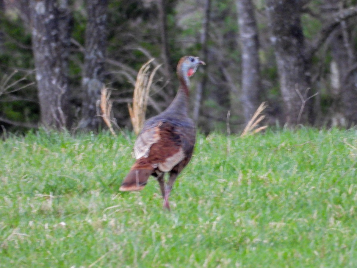 eBird Checklist - 30 Mar 2025 - 600–656 CR-58, Mountain Home US-AR 36. ...