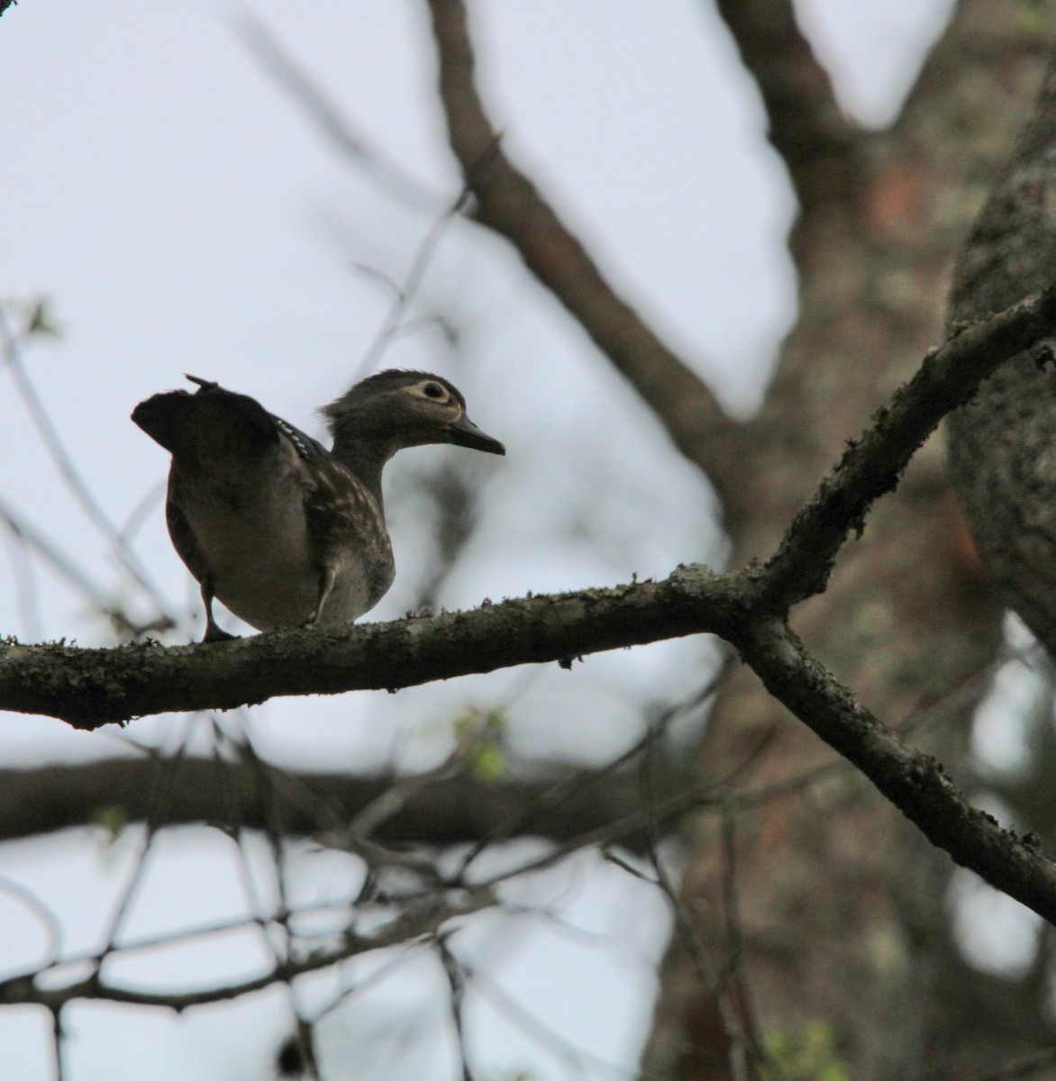 eBird Checklist - 30 Mar 2025 - Stumpy Lake Natural Area - 17 species