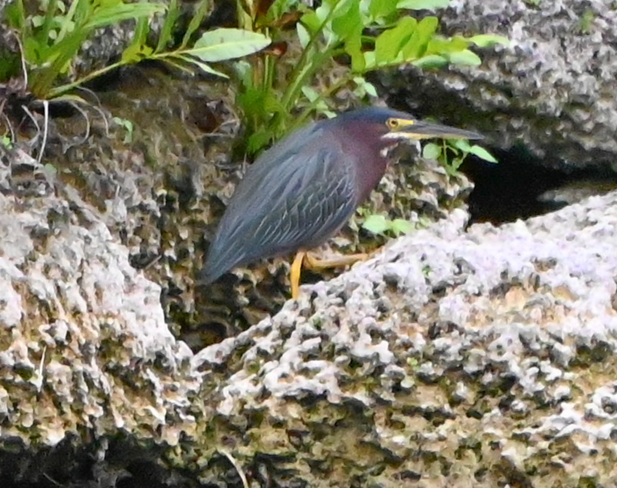 eBird Checklist - 29 Mar 2025 - Fairchild Tropical Botanic Garden - 29 ...