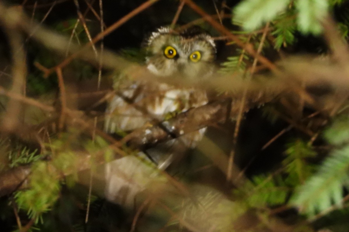 eBird Checklist - 29 Mar 2025 - Maple Creek Rd.--Korbel to Bald ...