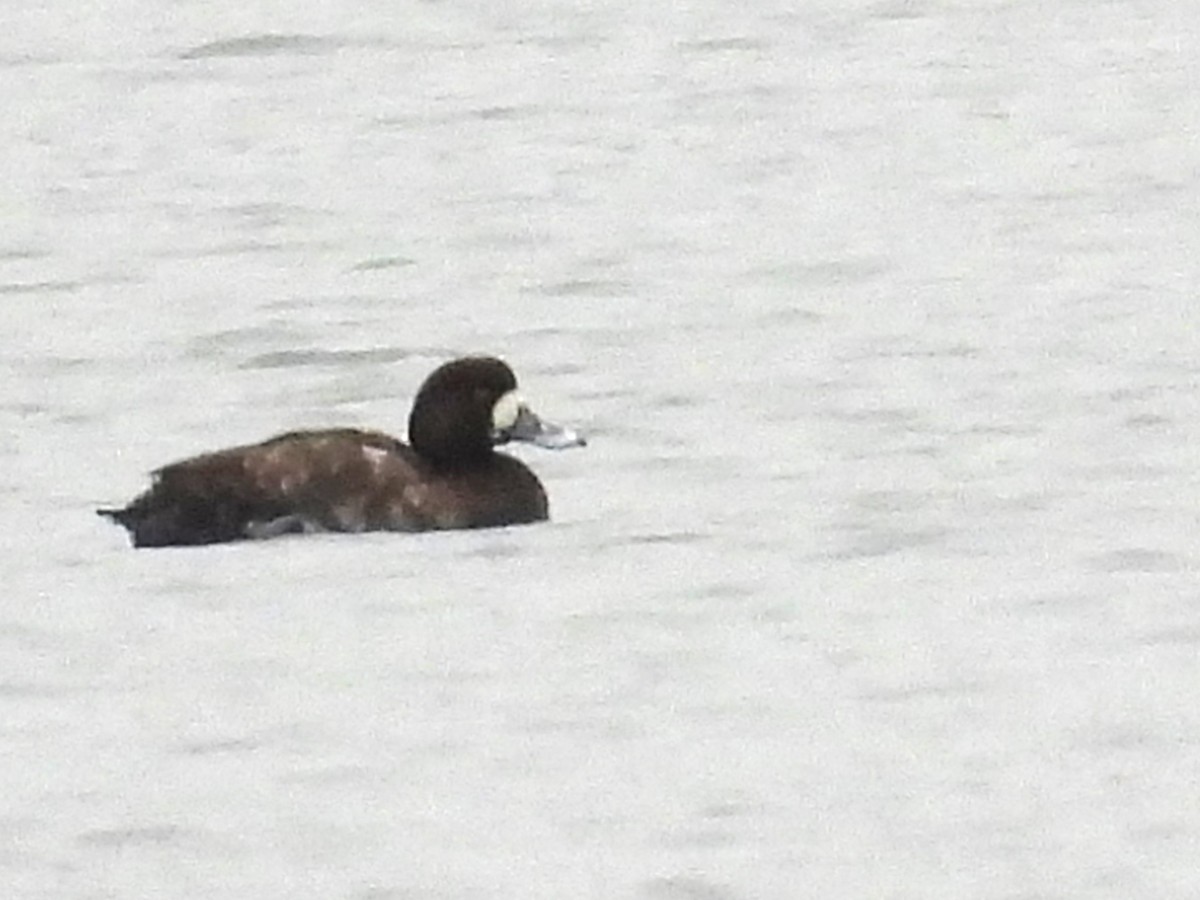eBird Checklist - 30 Mar 2025 - Pontoosuc Lake--Lakeside Bar and Grill ...