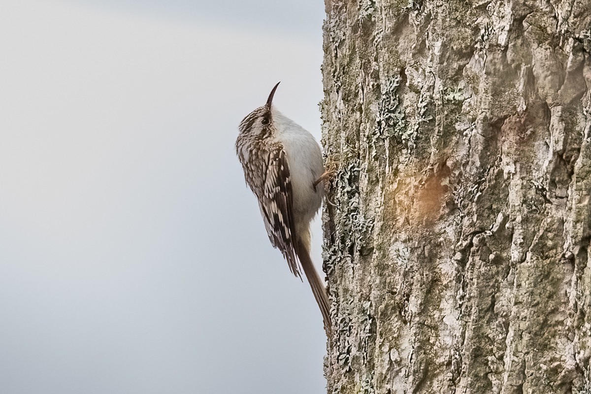 ML632922459 - Brown Creeper - Macaulay Library