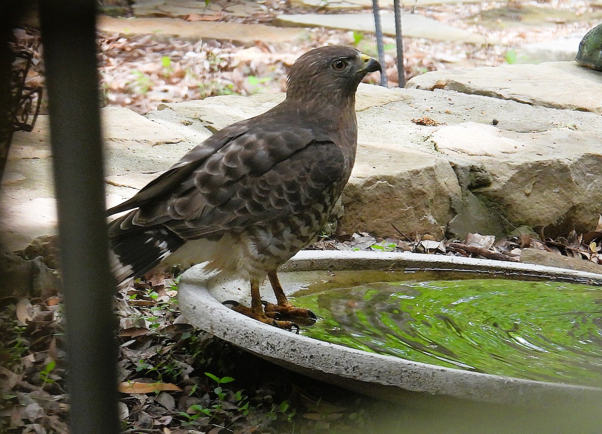 ML632927641 - Broad-winged Hawk - Macaulay Library