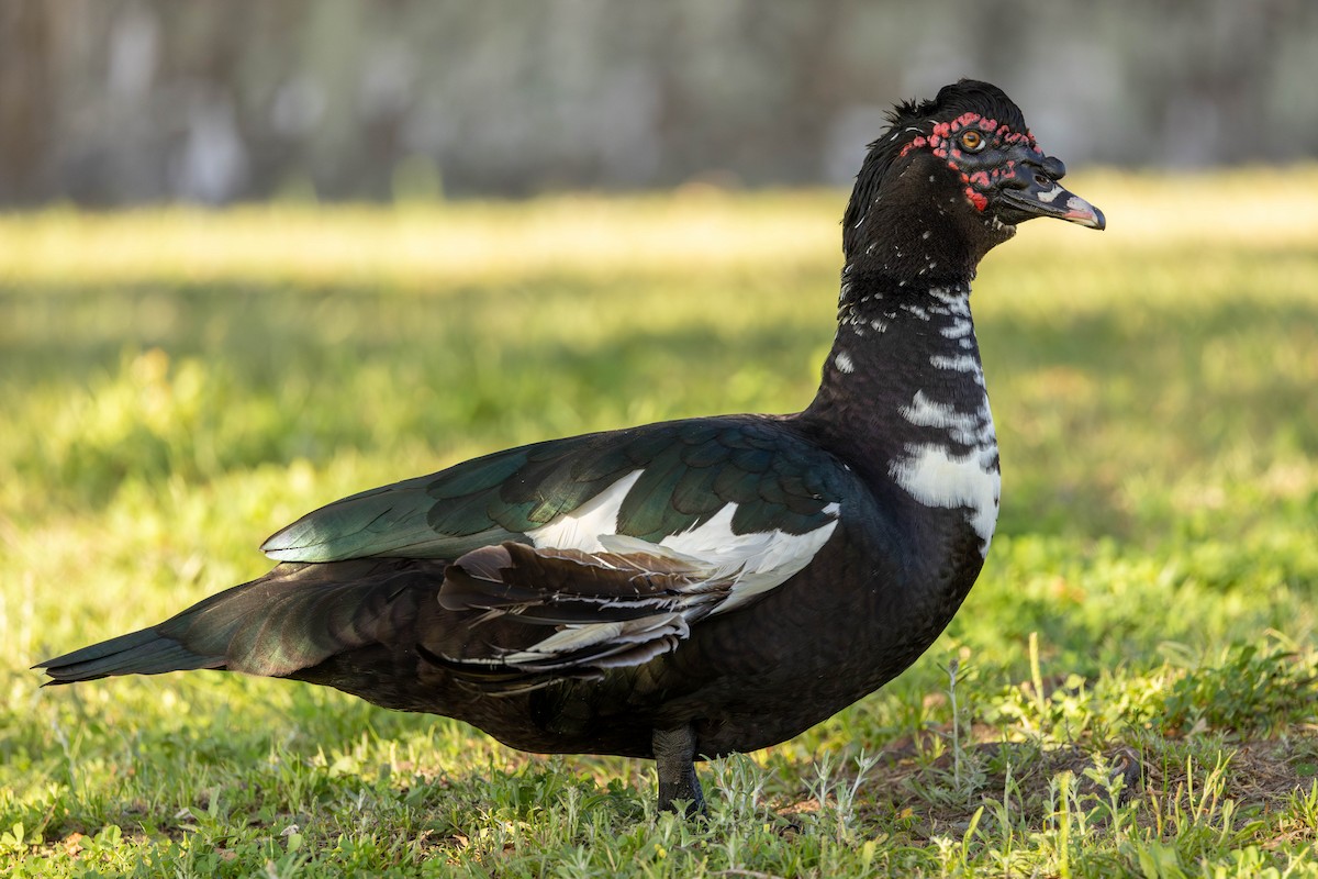eBird Checklist - 21 Mar 2025 - Lowe's Store Pond - 19 species (+1 ...