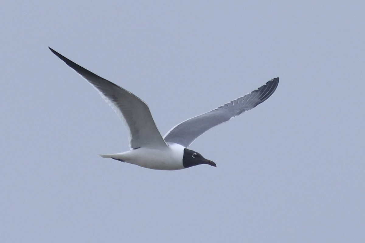 eBird Checklist - 30 Mar 2025 - Bayfront Park/Village Point (Daphne ...