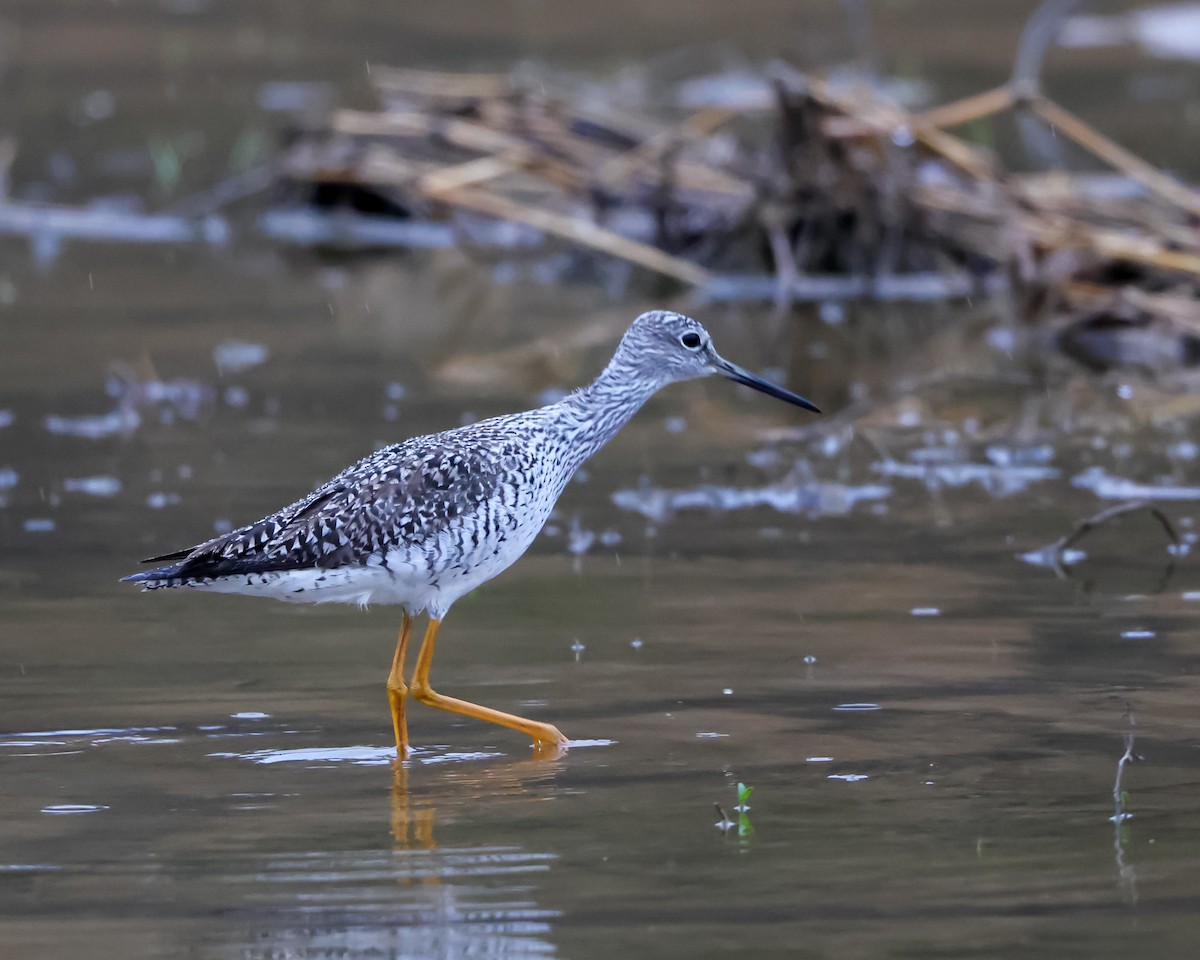 eBird Checklist - 30 Mar 2025 - Blue Grass FWA - 45 species