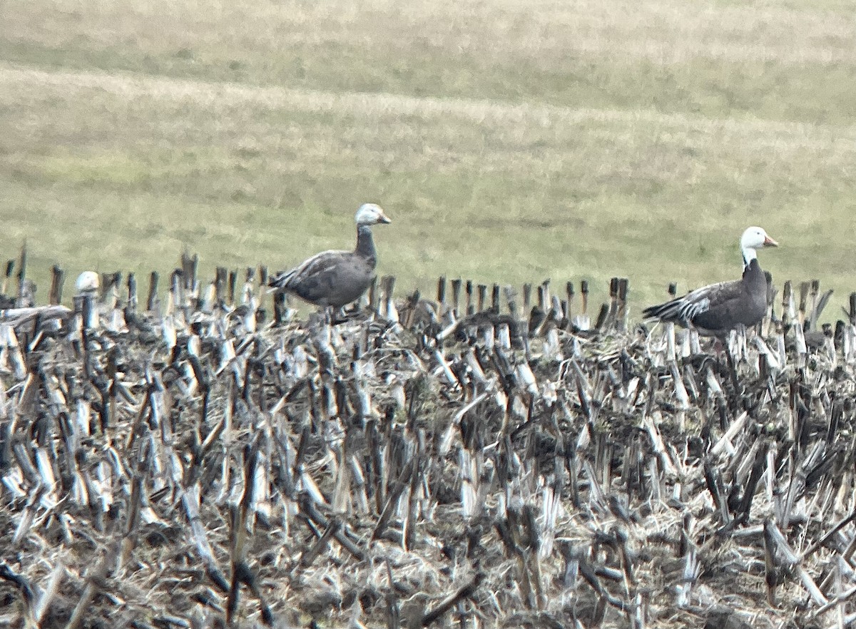 eBird Checklist - 30 Mar 2025 - Common Pastures - 23 species