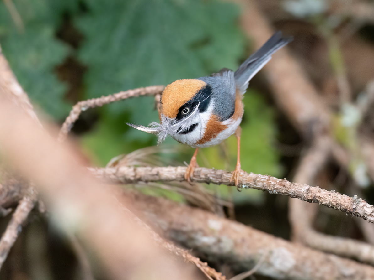 Taiwan Bird Atlas Checklist - 29 Mar 2025 - 玉山NP--塔塔加東埔山莊(Yushan NP ...