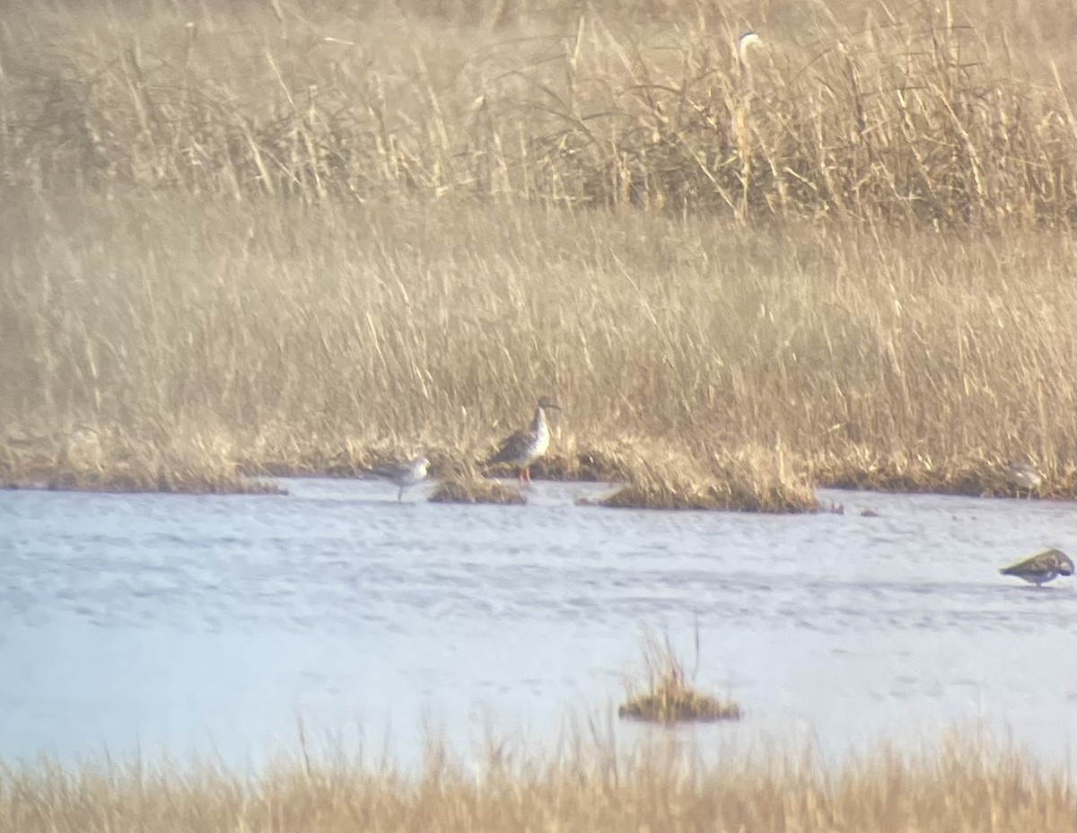 eBird Checklist - 30 Mar 2025 - Oyster Rocks Rd. - 25 species