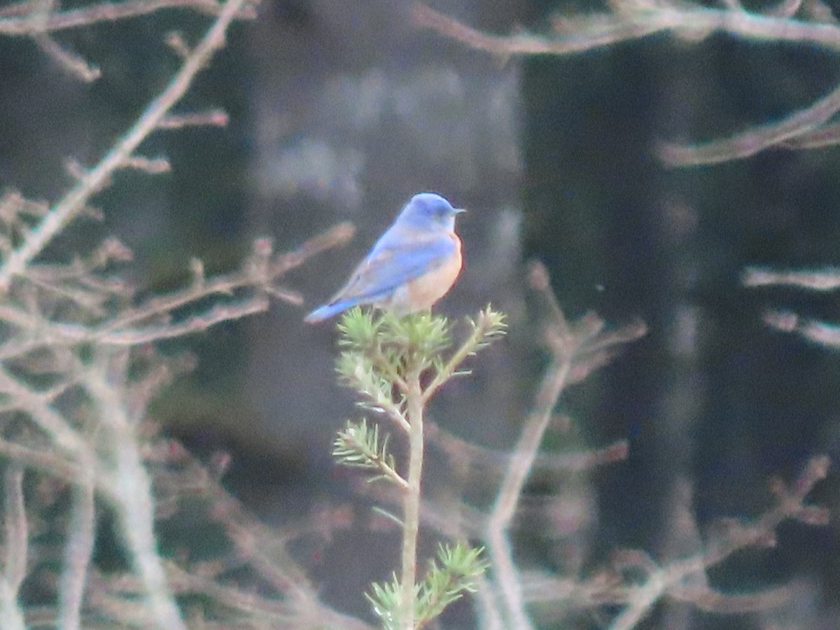eBird Checklist - 29 Mar 2025 - Mima Mounds Natural Area - 26 species ...