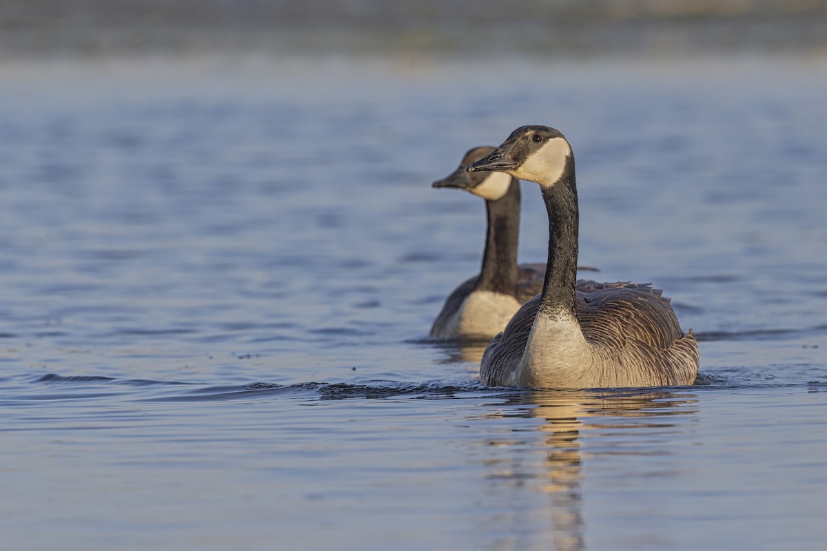 eBird Checklist - 11 May 2023 - Howard Marsh Metropark - 27 species