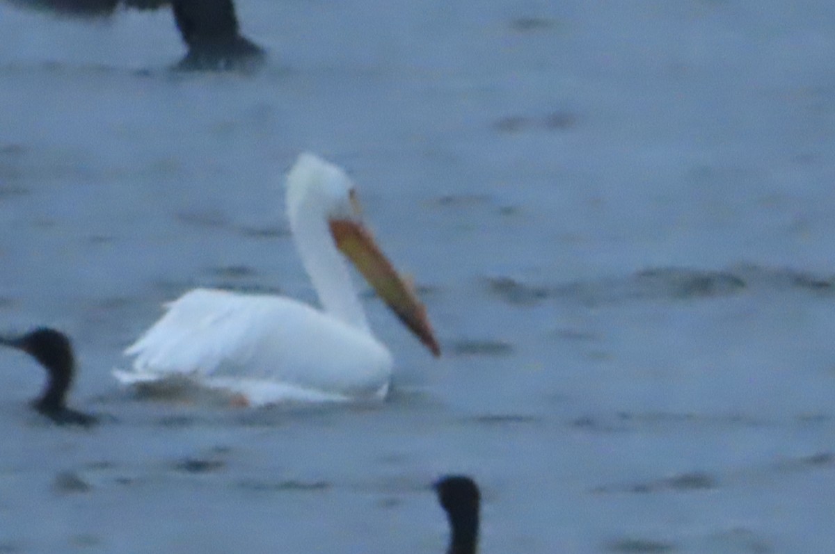 eBird Checklist - 31 Mar 2025 - Shenango Reservoir--Causeway - 1 species
