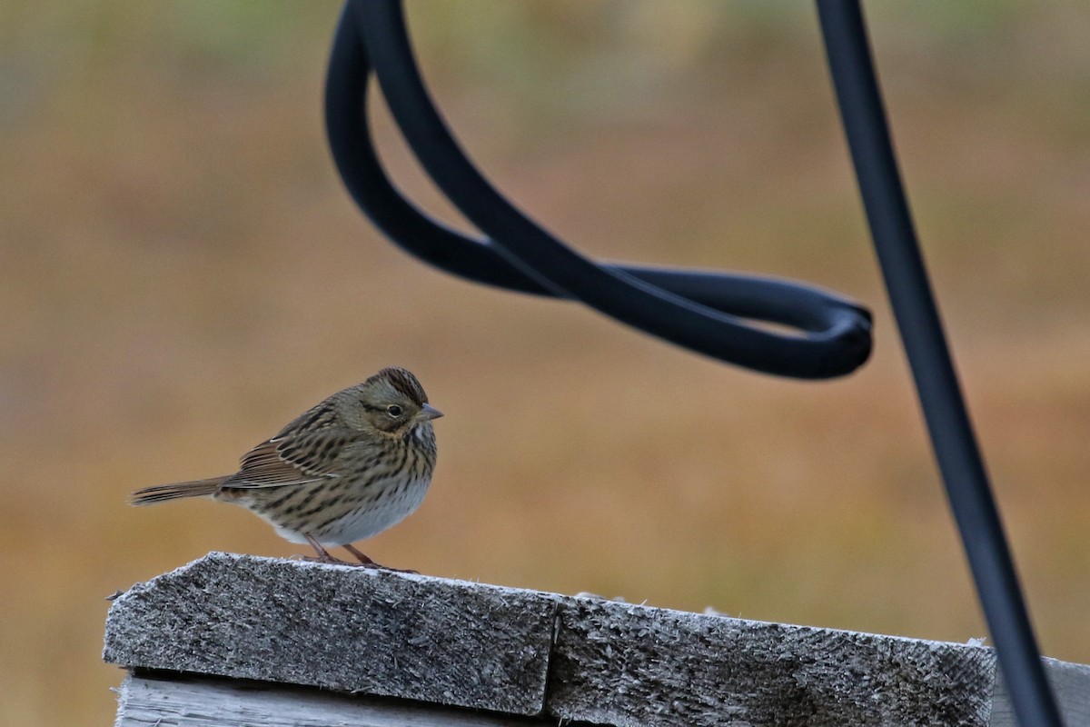 eBird Checklist - 16 Aug 2015 - Qikiqtaruk--Pauline Cove/Simpson Point ...
