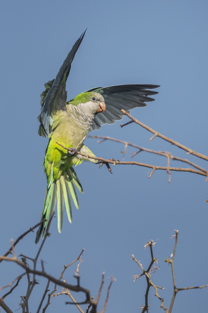 ML632965956 - Monk Parakeet - Macaulay Library