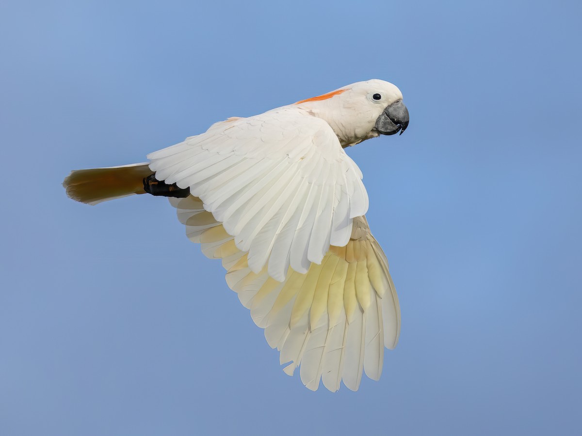 Salmon-crested Cockatoo - Cacatua moluccensis - Birds of the World