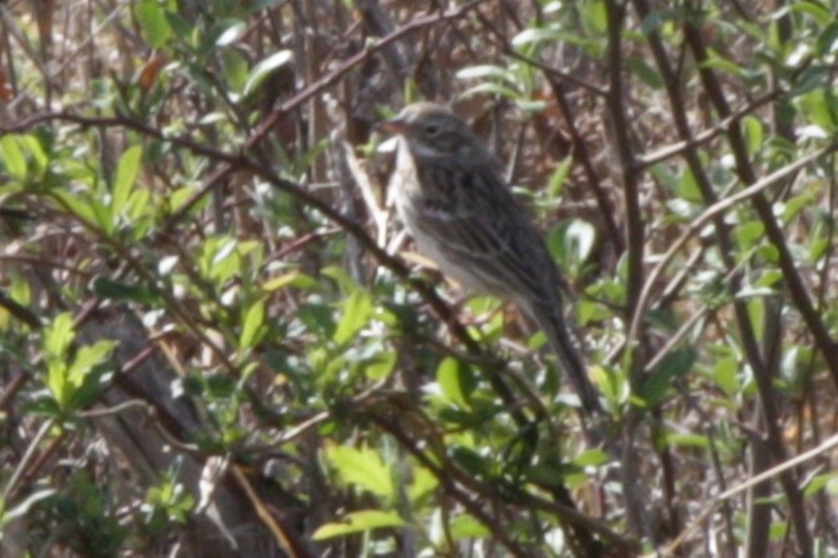 eBird Checklist - 31 Mar 2025 - Manassas National Battlefield Park ...