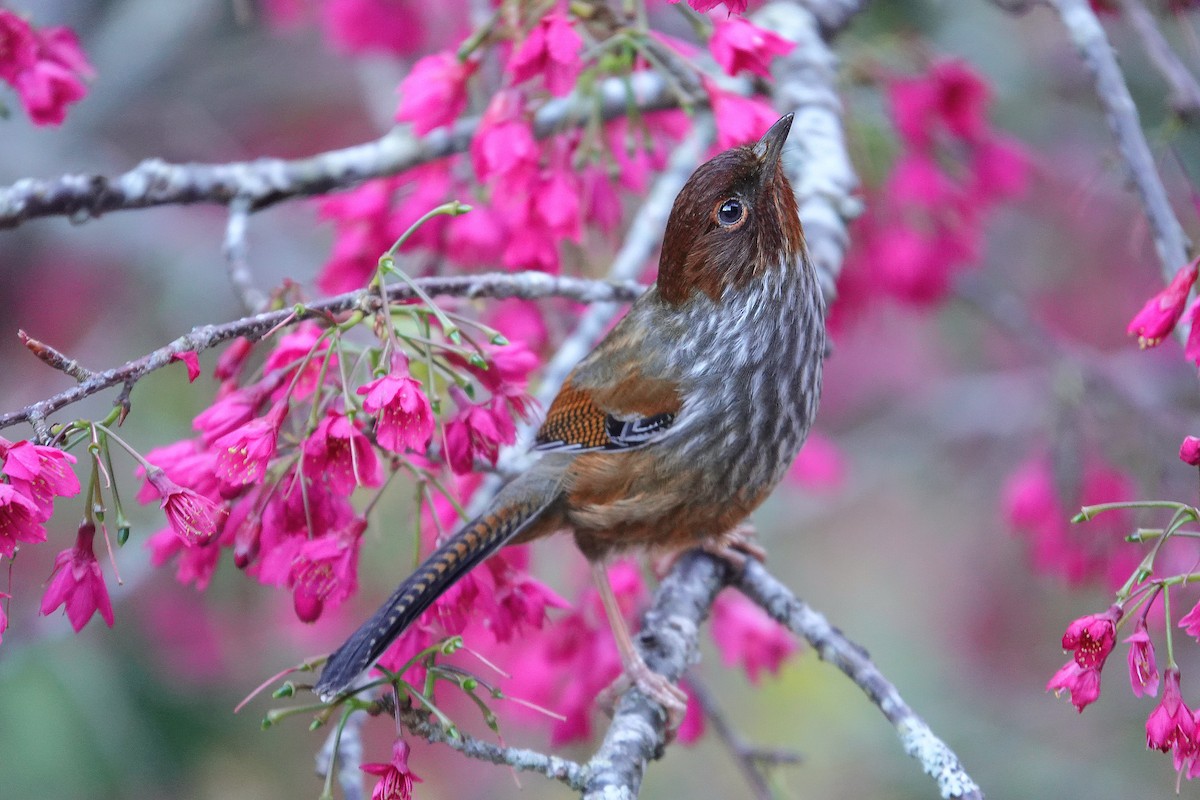 ML632972065 - Taiwan Barwing - Macaulay Library