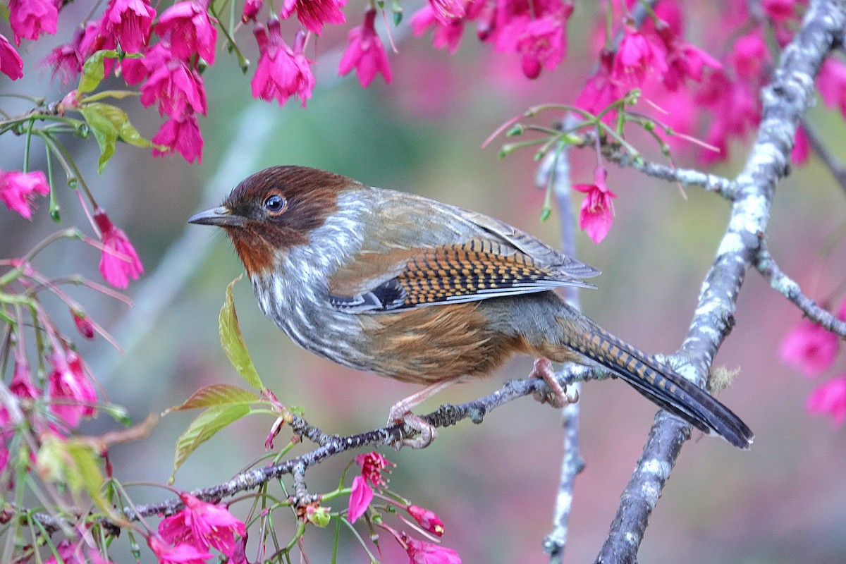 ML632972068 - Taiwan Barwing - Macaulay Library