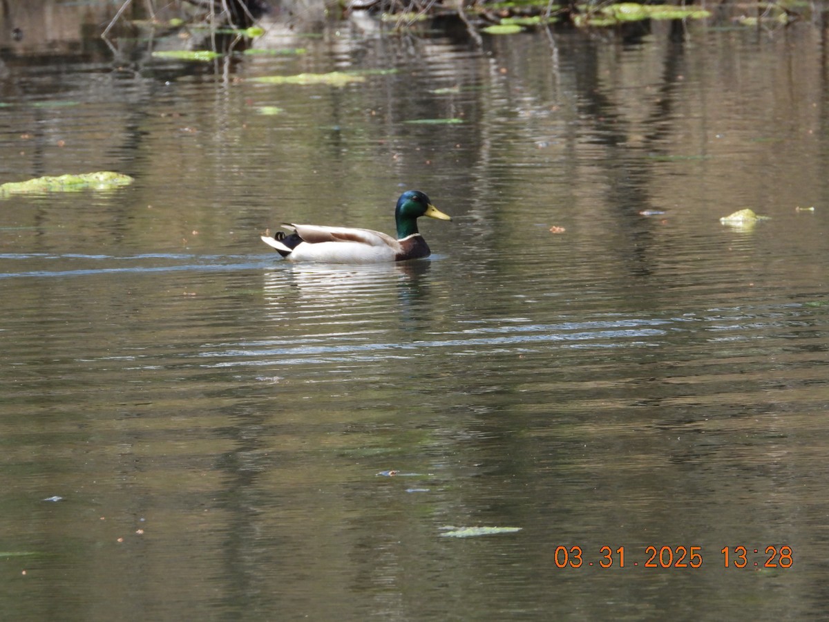 eBird Checklist - 31 Mar 2025 - UMBC--Pigpen Pond - 18 species
