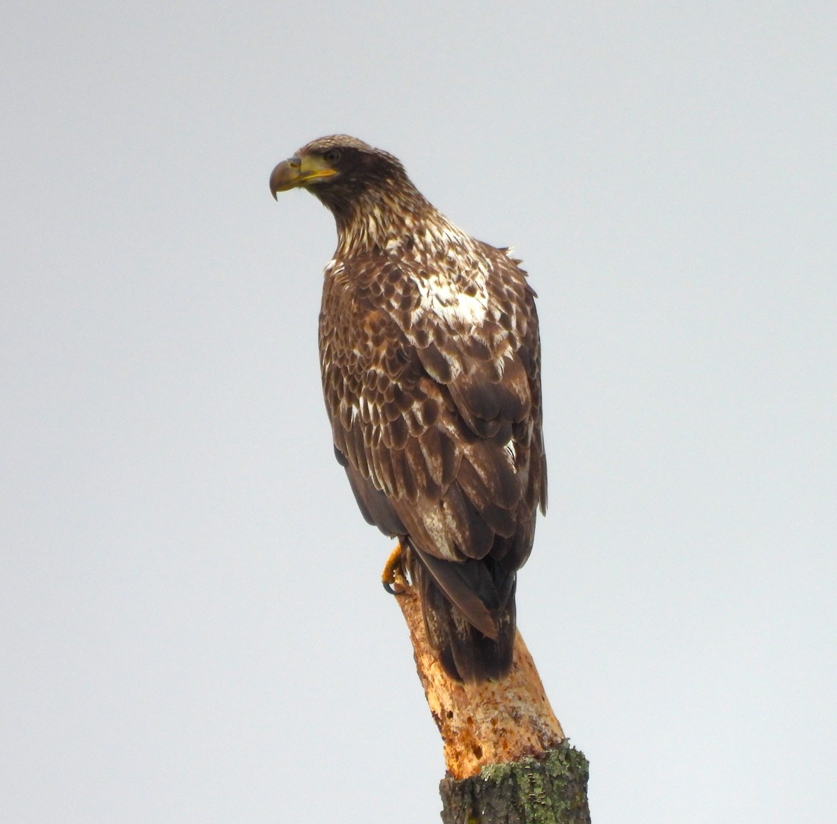 eBird Checklist - 31 Mar 2025 - EBMUD--Valle Vista Staging Area (permit ...