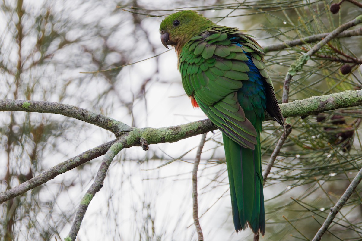 eBird Checklist - 1 Apr 2025 - Torpey Ave, Lemon Tree Passage AU-NSW ...
