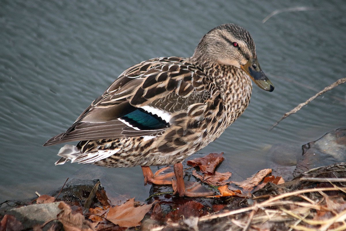 eBird Checklist - 31 Mar 2025 - Halifax Public Gardens - 6 species