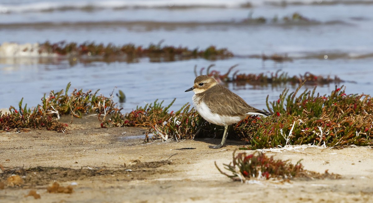 eBird Checklist - 1 Apr 2025 - Stockyard Point - 19 species