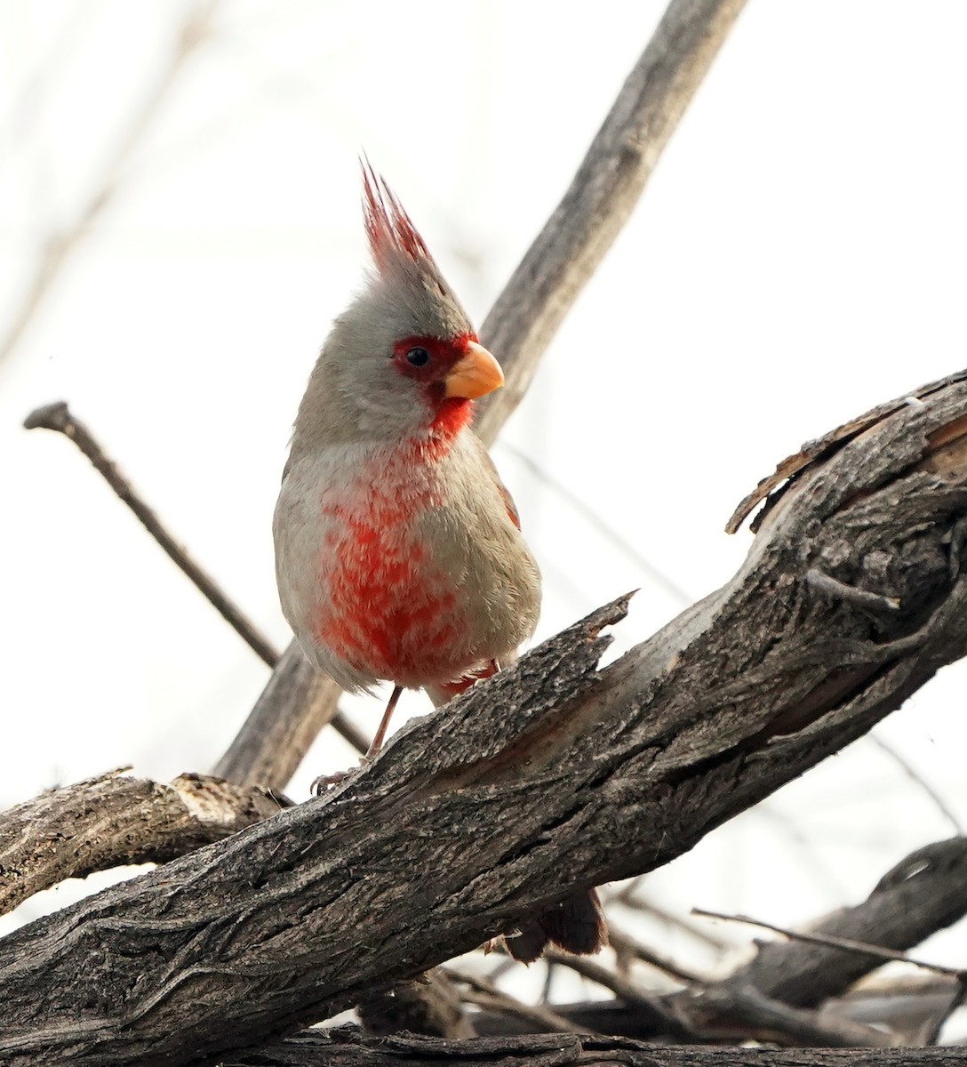 eBird Checklist - 31 Mar 2025 - Riparian Preserve at Gilbert Water ...