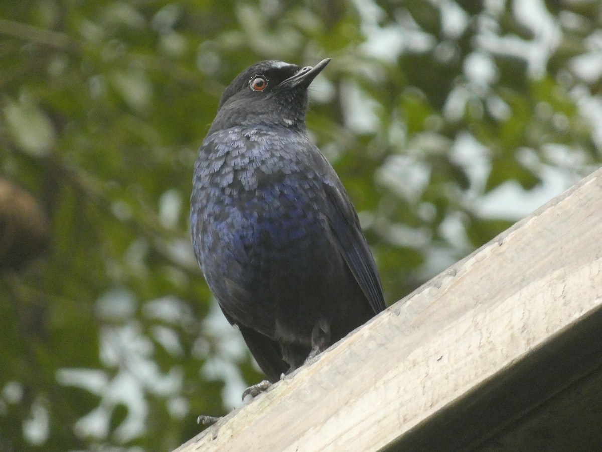 ML633014270 - Taiwan Whistling-Thrush - Macaulay Library