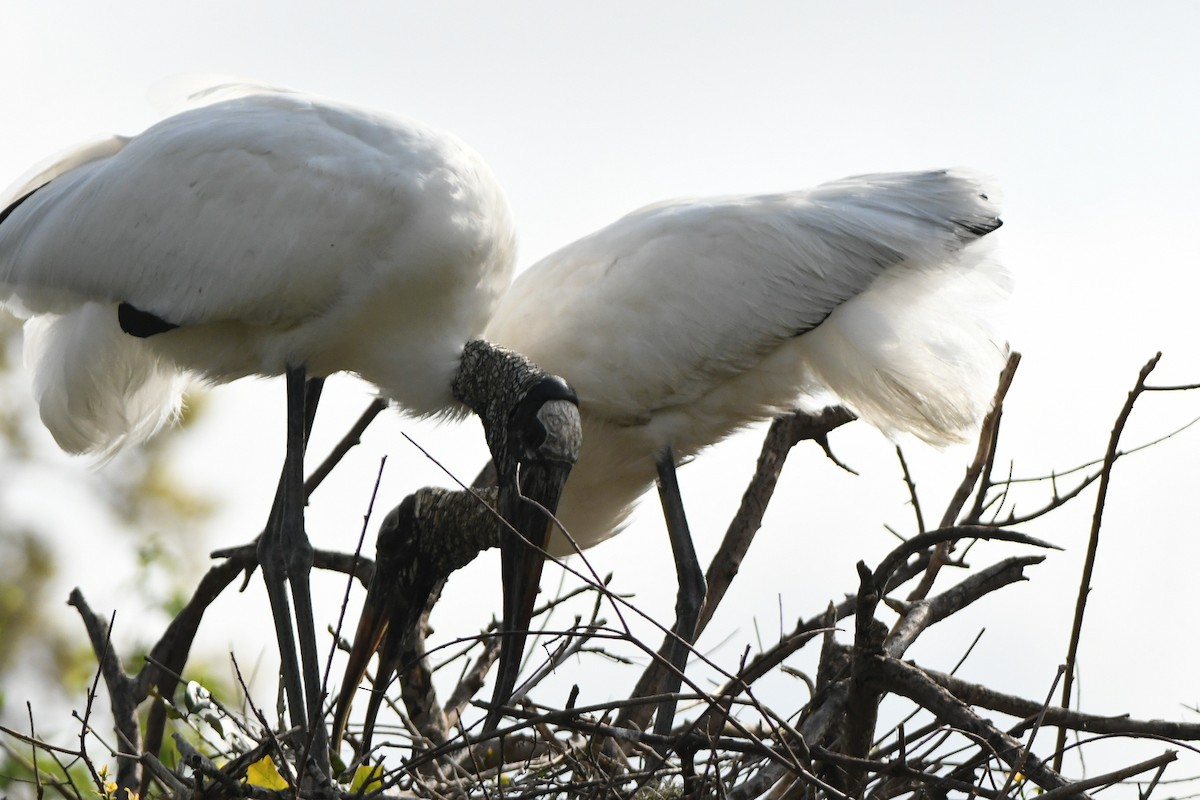 eBird Checklist - 1 Apr 2025 - Cypress Wetlands - 35 species