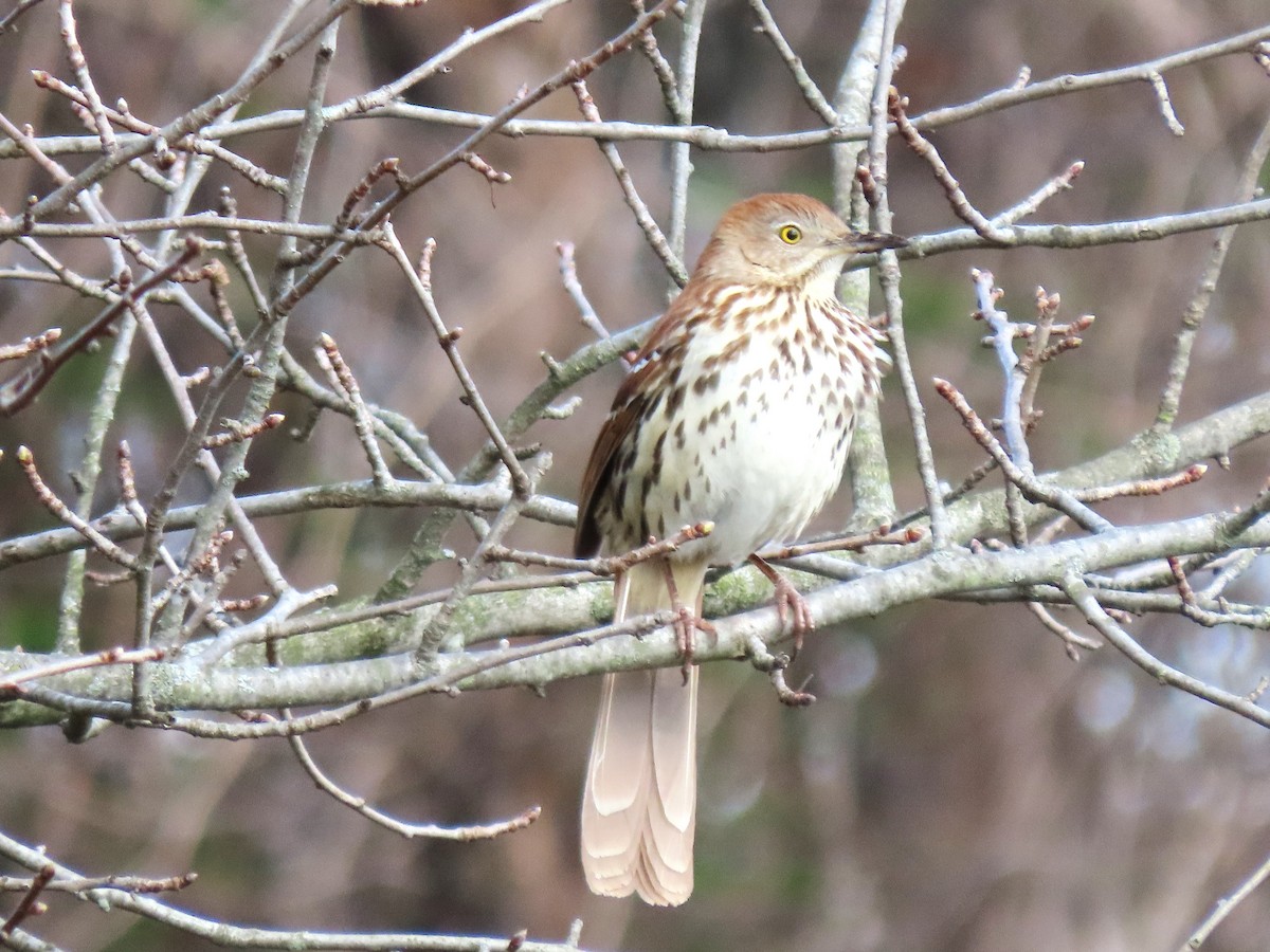 eBird Checklist - 1 Apr 2025 - Struble Lake - 27 species