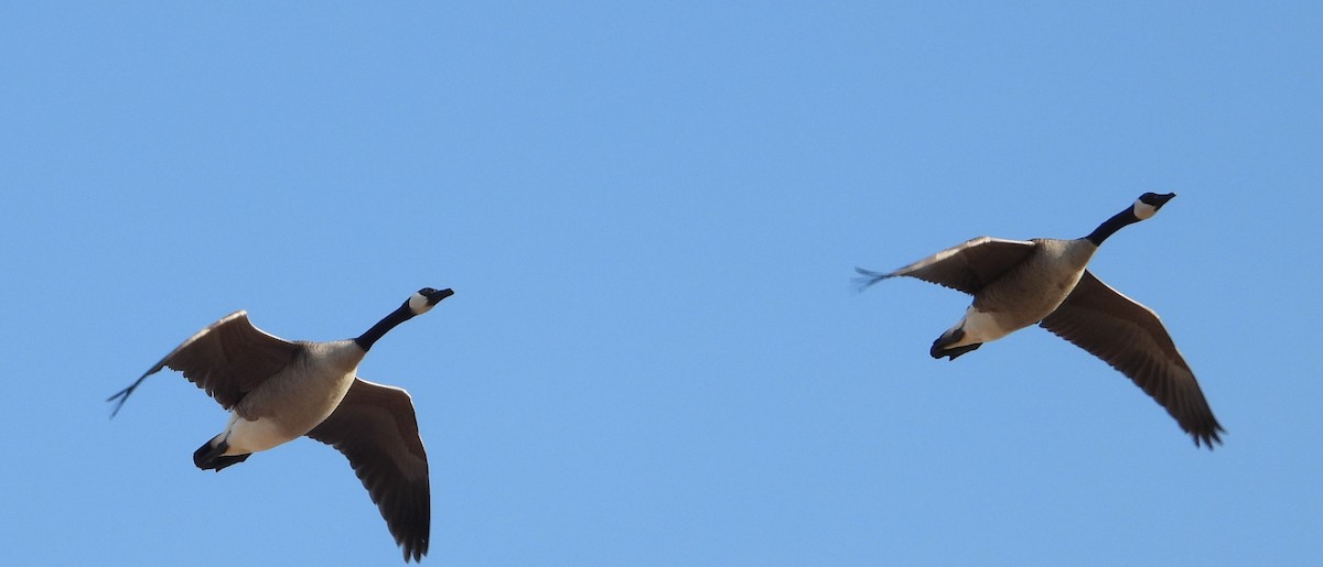 eBird Checklist - 1 Apr 2025 - Goose Lake Prairie SNA - 23 species