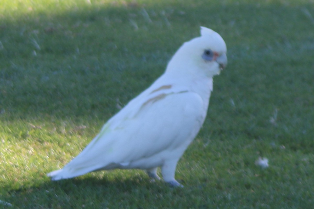 eBird Checklist - 1 Apr 2025 - Northern Memorial Park - 35 species