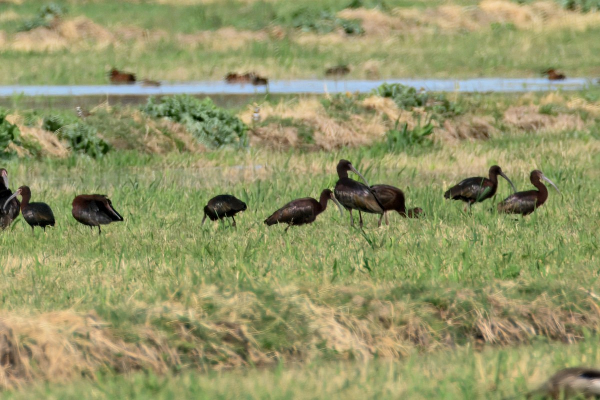 eBird Checklist - 1 Apr 2025 - Santa Cruz River--Sanders Rd. - 26 species