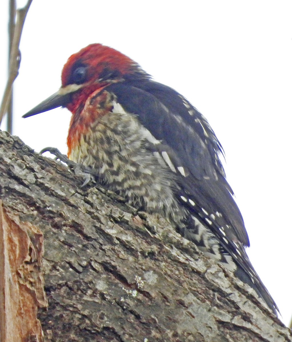 eBird Checklist - 1 Apr 2025 - Burnaby Lake--Avalon entrance - 16 species