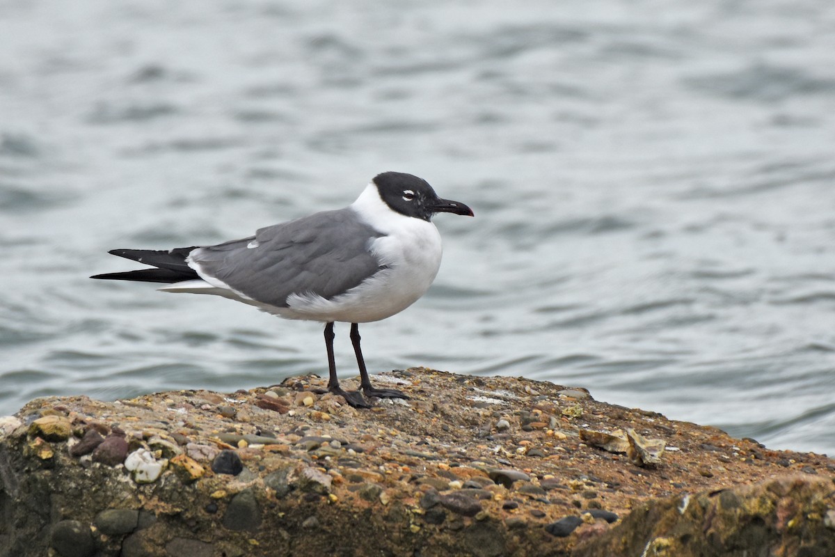 eBird Checklist - 30 Mar 2025 - Queen Sound Landing - 11 species