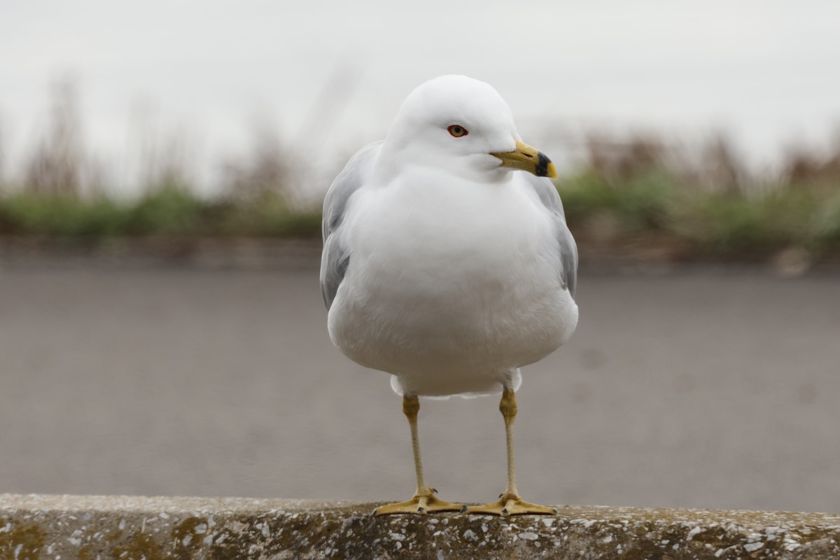 eBird Checklist - 1 Apr 2025 - Presque Isle SP (IBA) - 60 species (+1 other taxa)