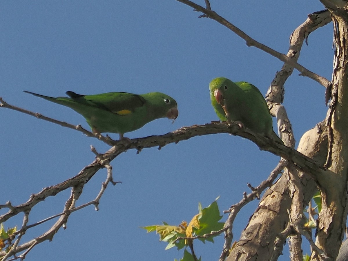 eBird Checklist - 1 Apr 2025 - Lacy Park - 32 species