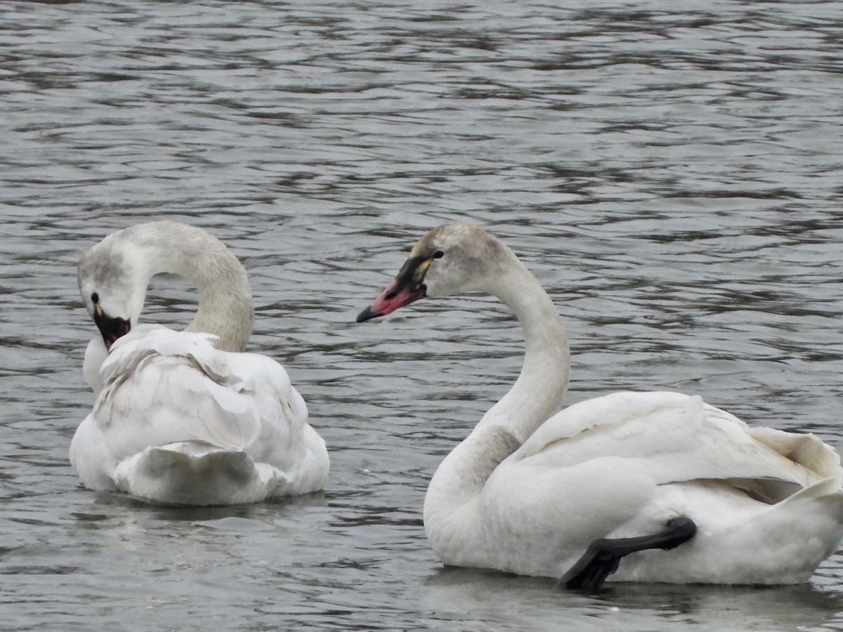 eBird Checklist - 1 Apr 2025 - Canby Ave. Pond - 9 species