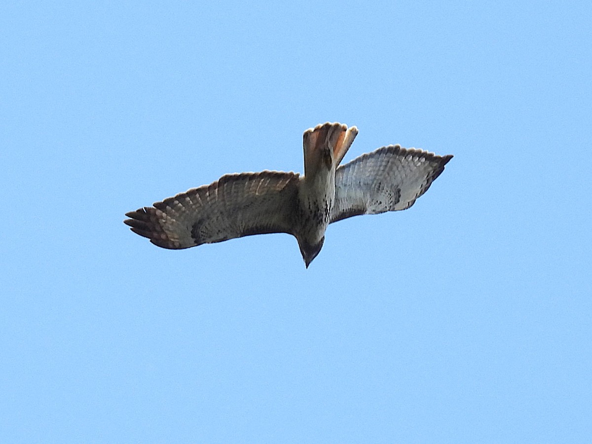 eBird Checklist - 1 Apr 2025 - Ceylon WMA--North Unit - 26 species