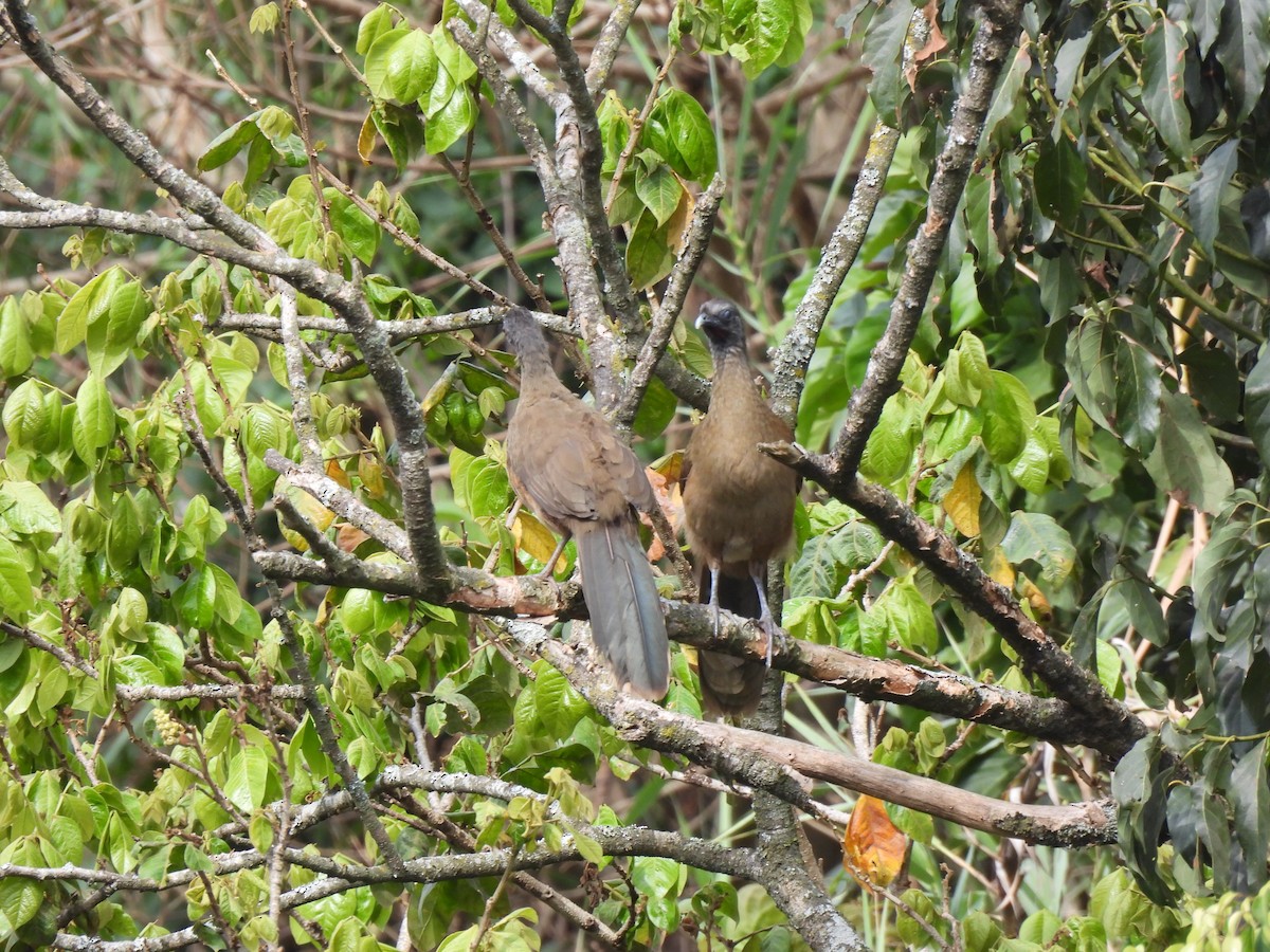 ML633049212 - Plain Chachalaca - Macaulay Library