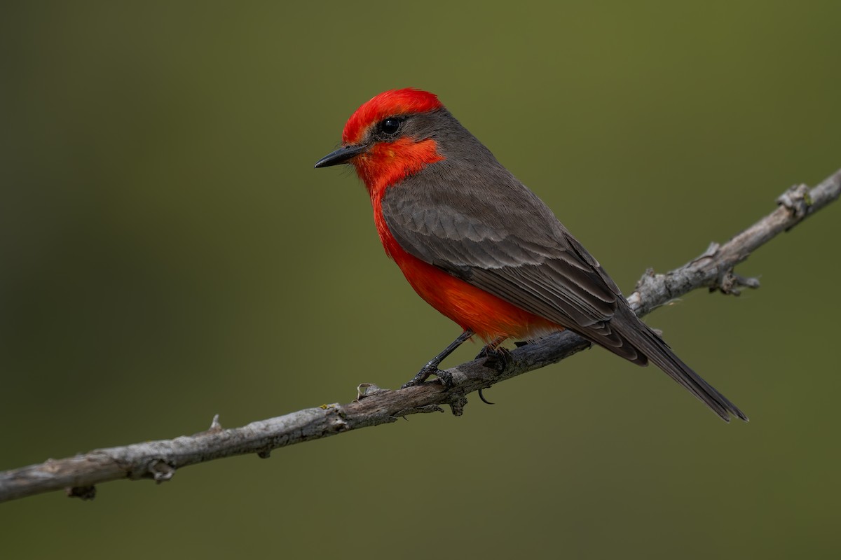 ML633049412 - Vermilion Flycatcher - Macaulay Library