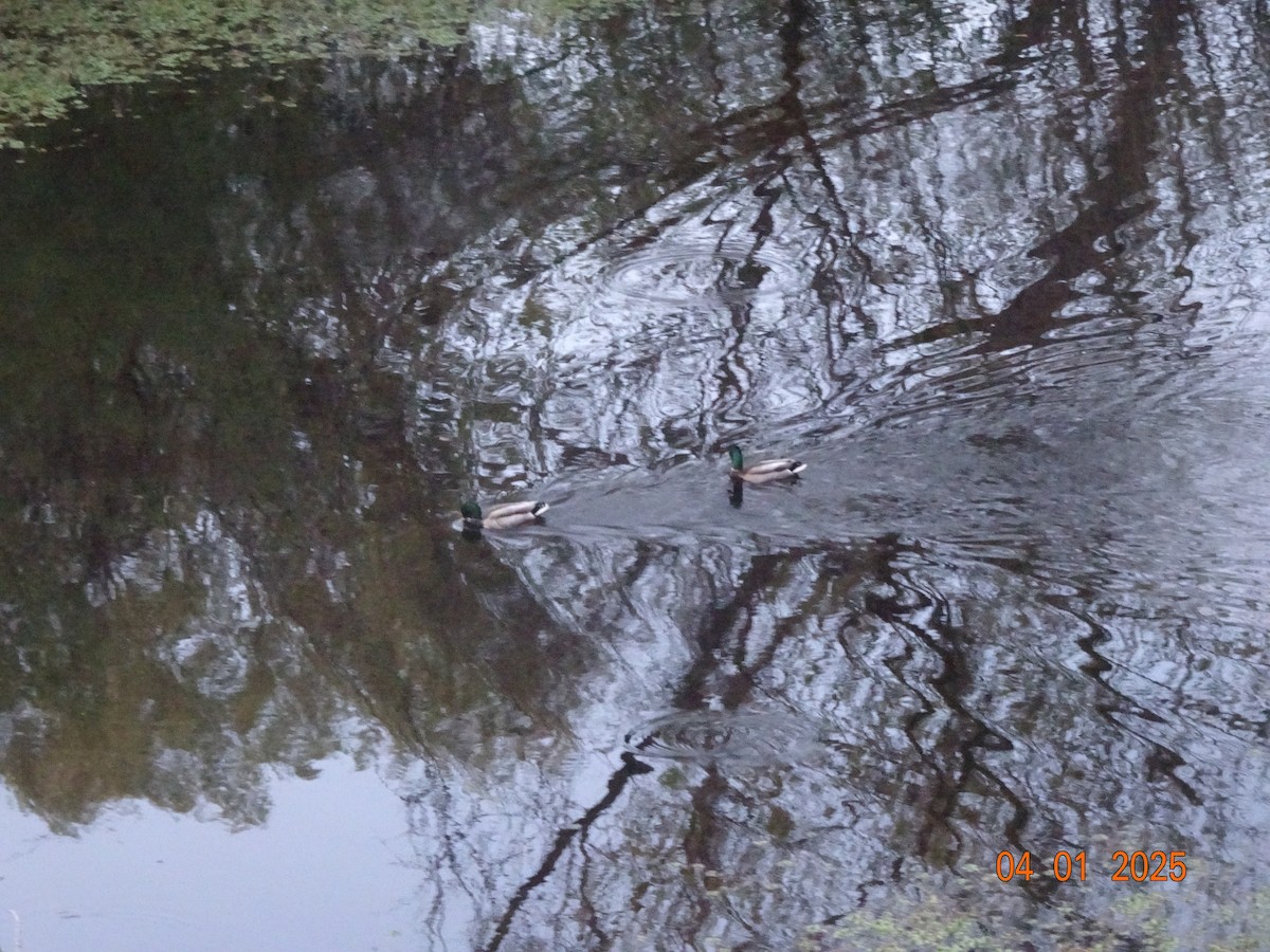 eBird Checklist - 1 Apr 2025 - American River Parkway behind condo ...