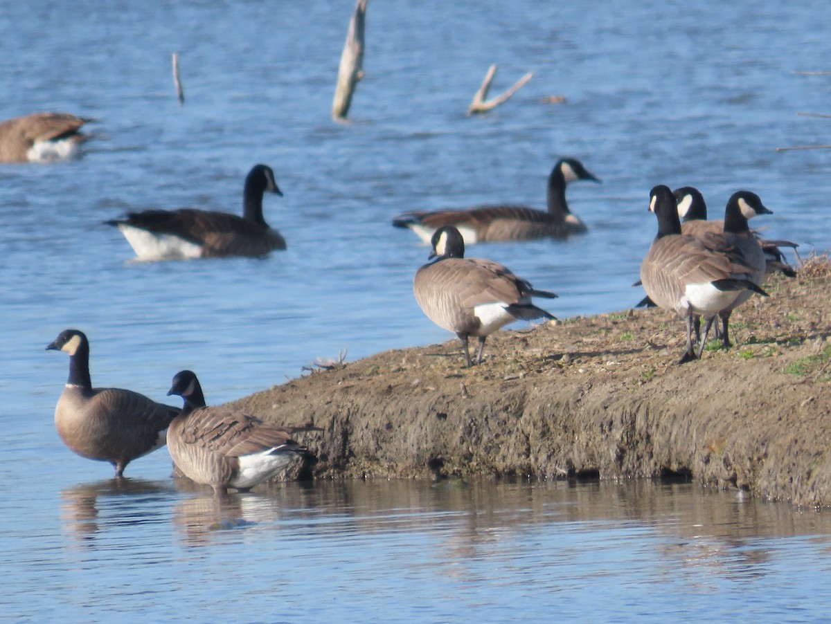eBird Checklist - 2 Apr 2025 - IRWD San Joaquin Marsh & Wildlife ...