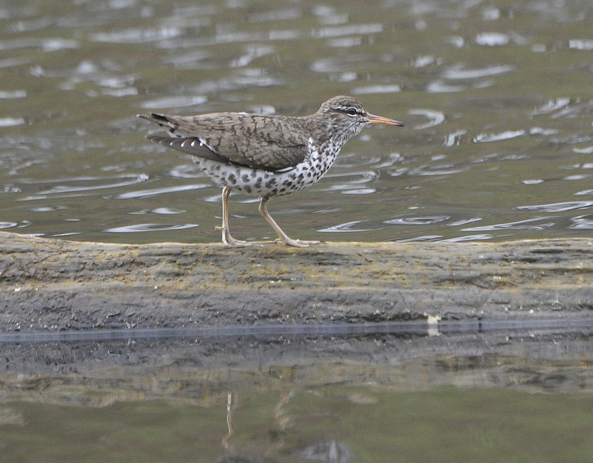 eBird Checklist - 2 Apr 2025 - Seneca Creek SP--Clopper Lake - 28 species