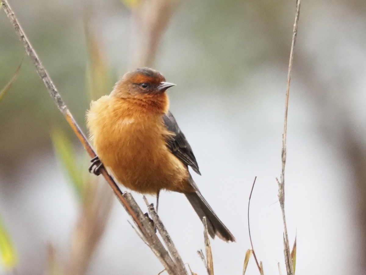 eBird Checklist - 27 Feb 2025 - PNN Chingaza--Entrada Piedras Gordas ...