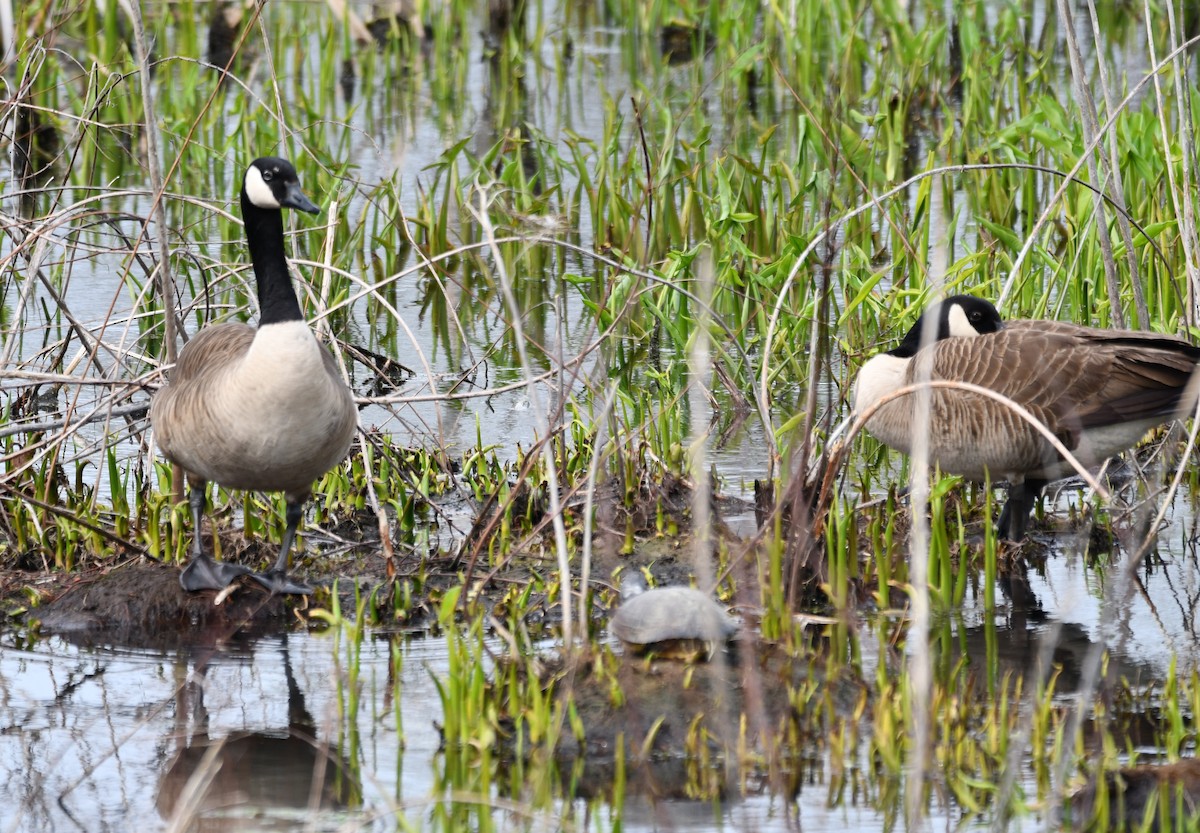 eBird Checklist - 29 Mar 2025 - Dutch Gap Conservation Area, Chester US ...