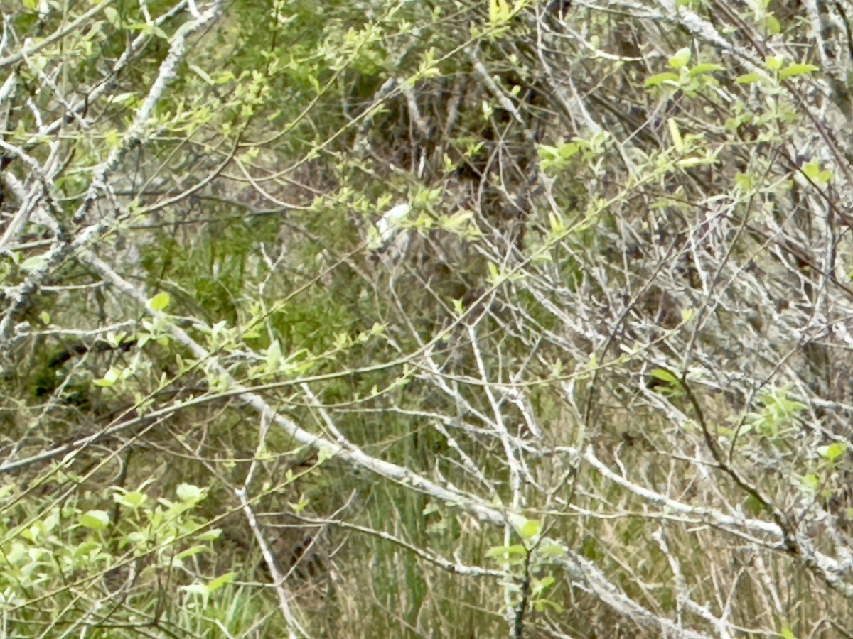 eBird Checklist - 2 Apr 2025 - Chattahoochee River NRA--Cochran Shoals ...